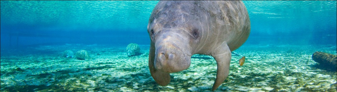 World Wildlife Fund 2025 Walt Disney World® Marathon Weekend : 2025 ...