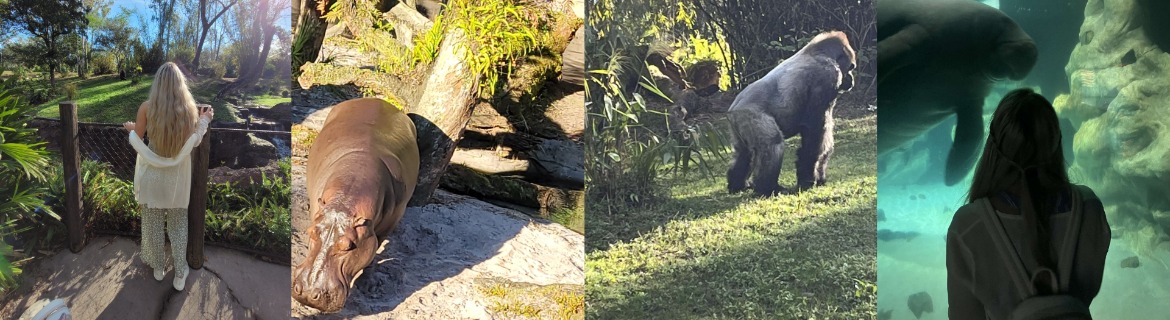 World Wildlife Fund 2026 Walt Disney World® Marathon Weekend