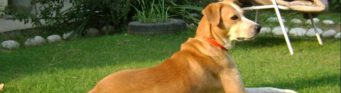 True Friends Memorials : SHEROO CUTEST INDIAN PARIAH PASSES AWAY