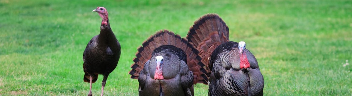 PETA Pack : Gobblin' up 13.1 miles for Turkeys this ThanksVegan